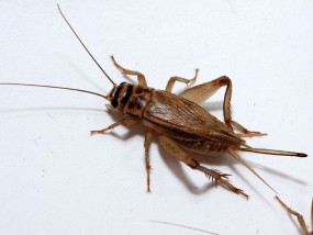 Heimchen groß, Dose | Heimchen & Grillen | Futterinsekten | Futter ...